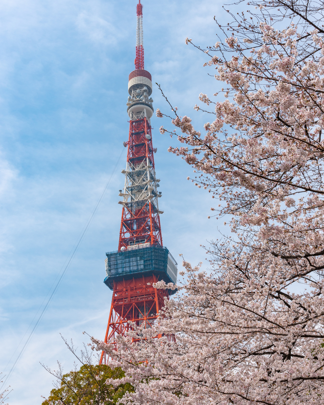 Why Japan’s School Year Starts in Spring – TIS FAMILY COMMUNITY